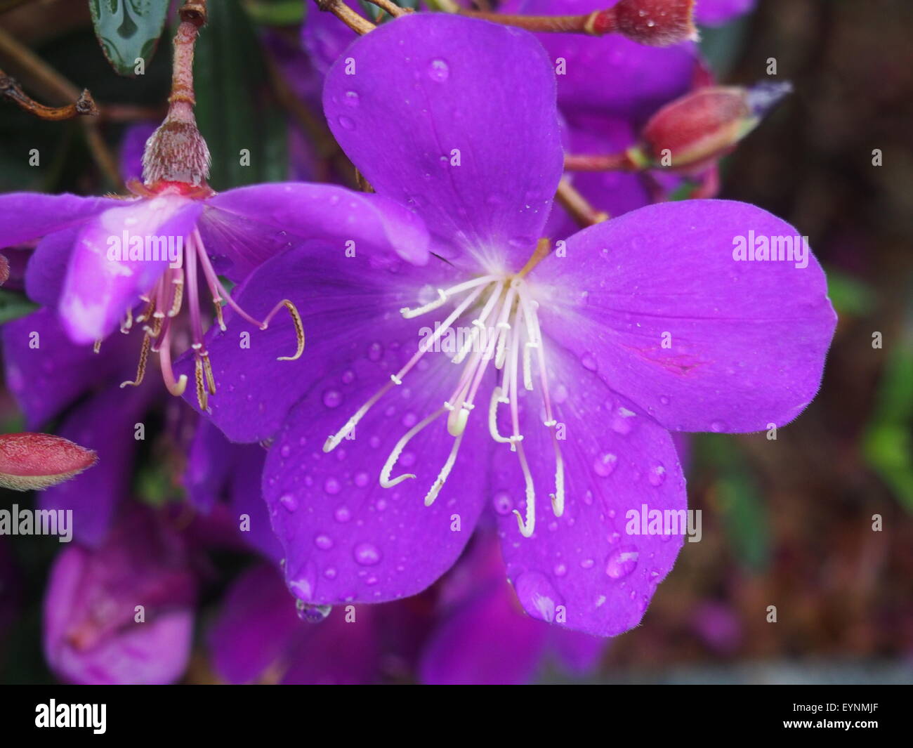 A Series of Violet Color Flower Blossom in Spring Stock Photo - Alamy