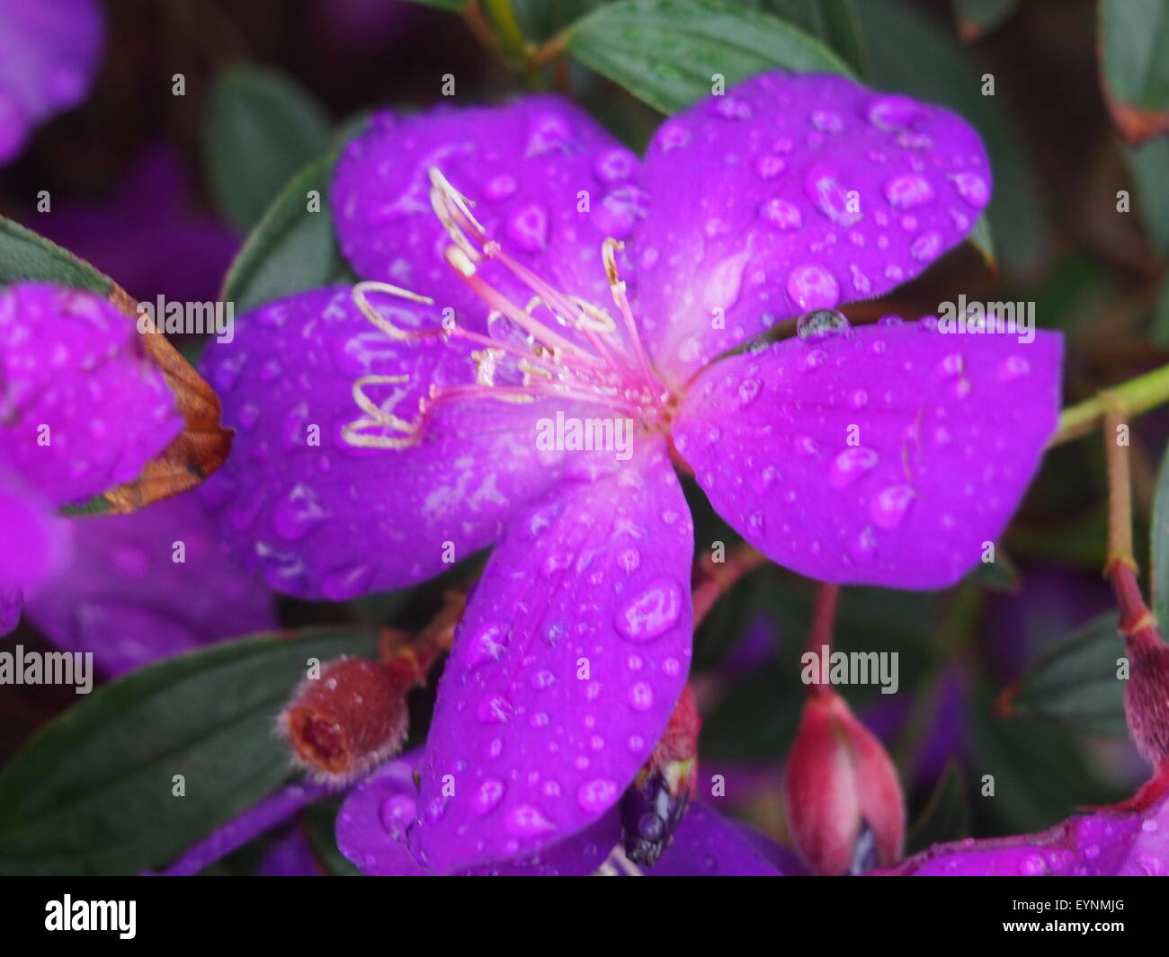 A Series of Violet Color Flower Blossom in Spring Stock Photo - Alamy
