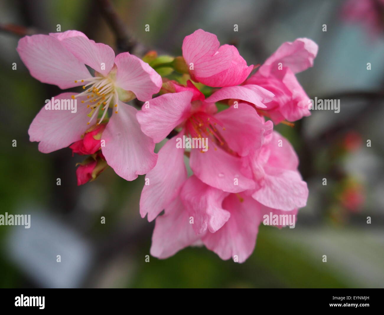 A series of Sakura (pink color) flowers blossom shoot in Spring Stock ...