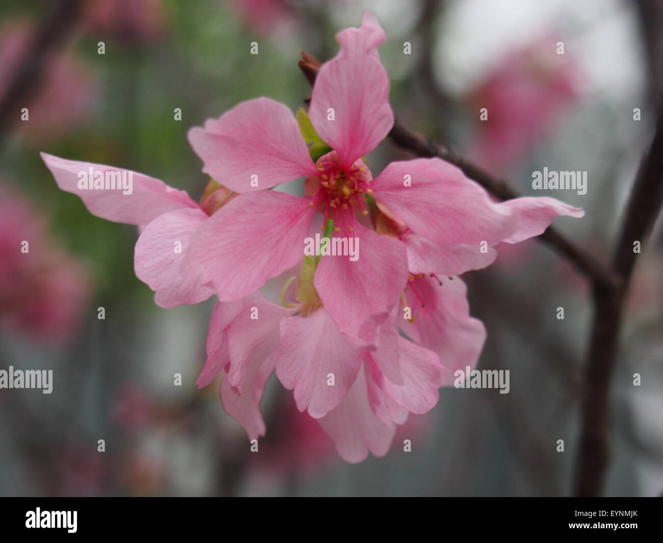 A series of Sakura (pink color) flowers blossom shoot in Spring Stock ...