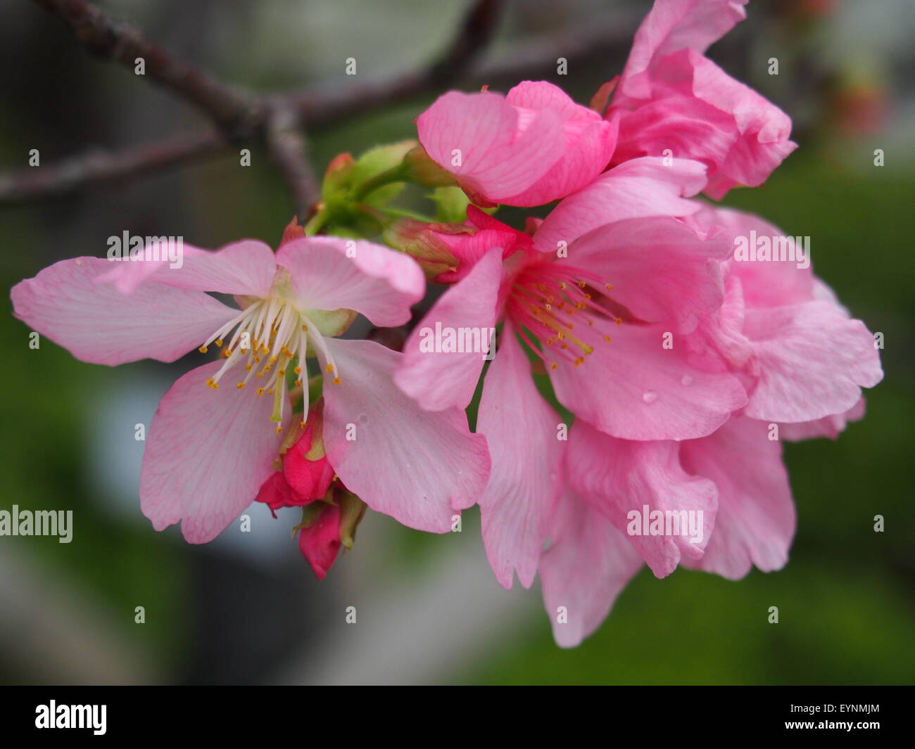A series of Sakura (pink color) flowers blossom shoot in Spring Stock ...