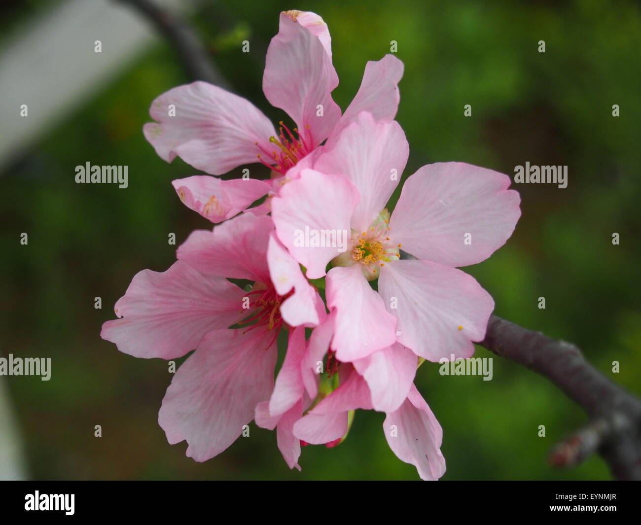 A series of Sakura (pink color) flowers blossom shoot in Spring Stock ...