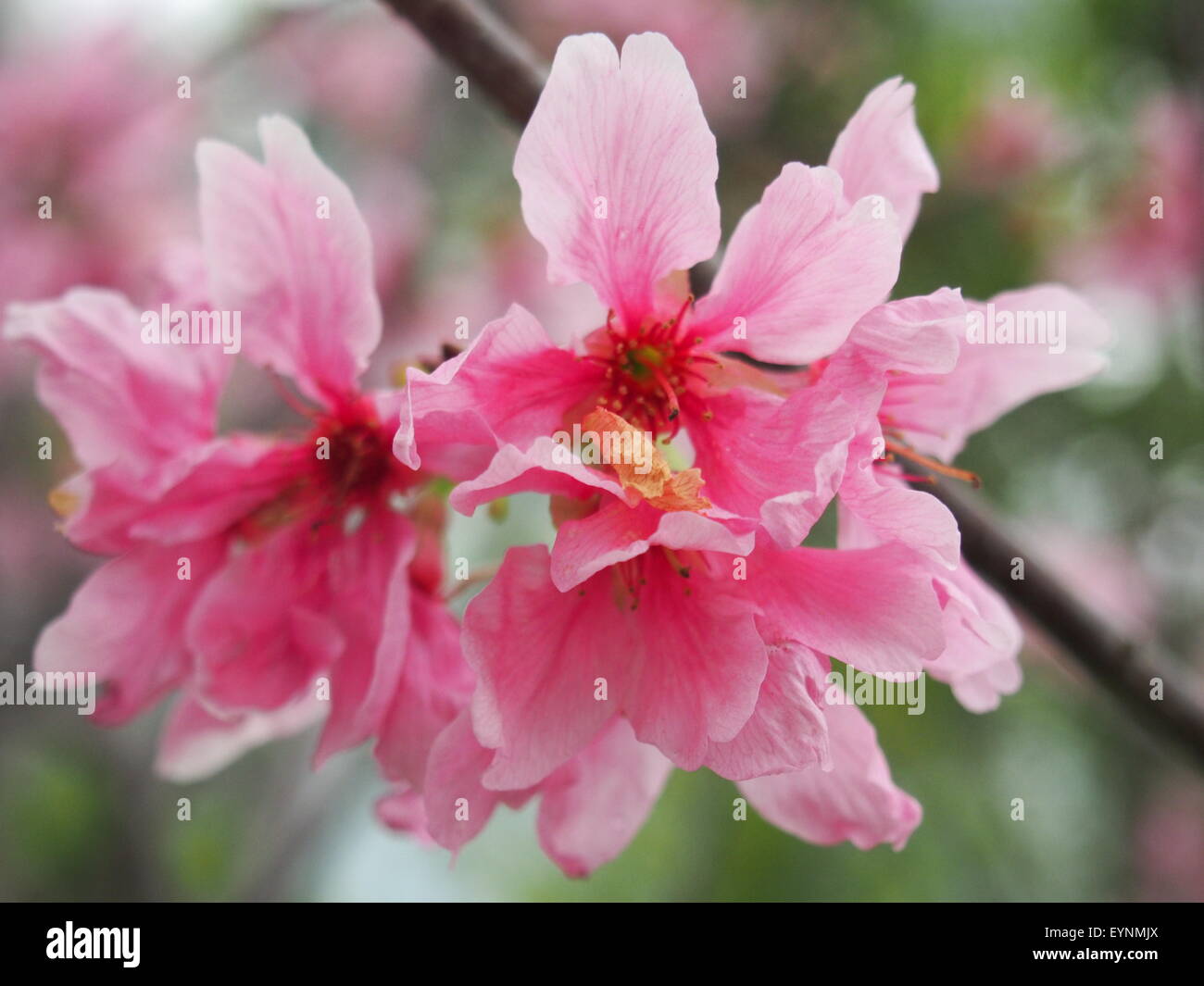 A series of Sakura (pink color) flowers blossom shoot in Spring Stock ...