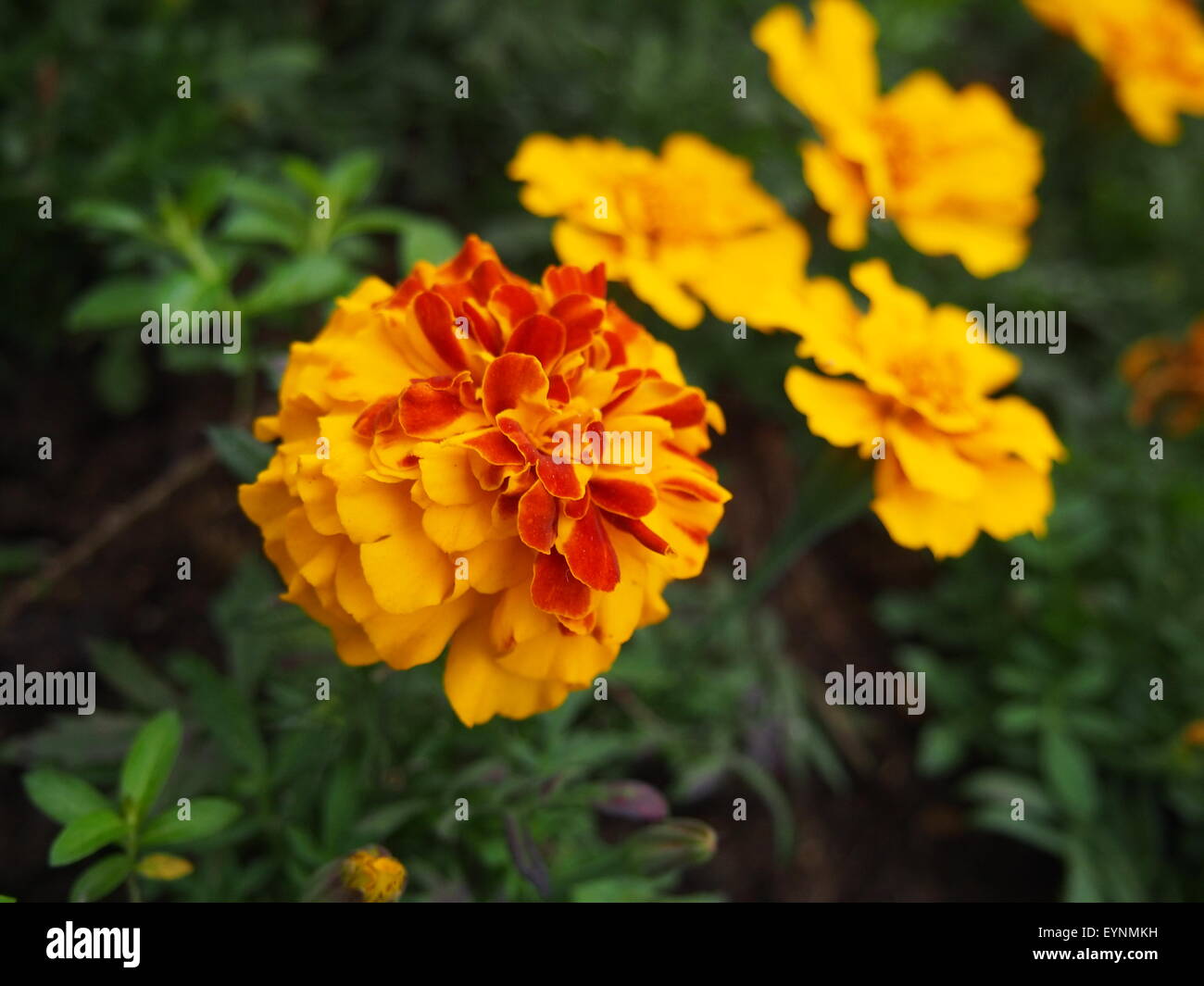 Close Shoot To The Orange Color Flowers Under The Grass Ground Stock 1404