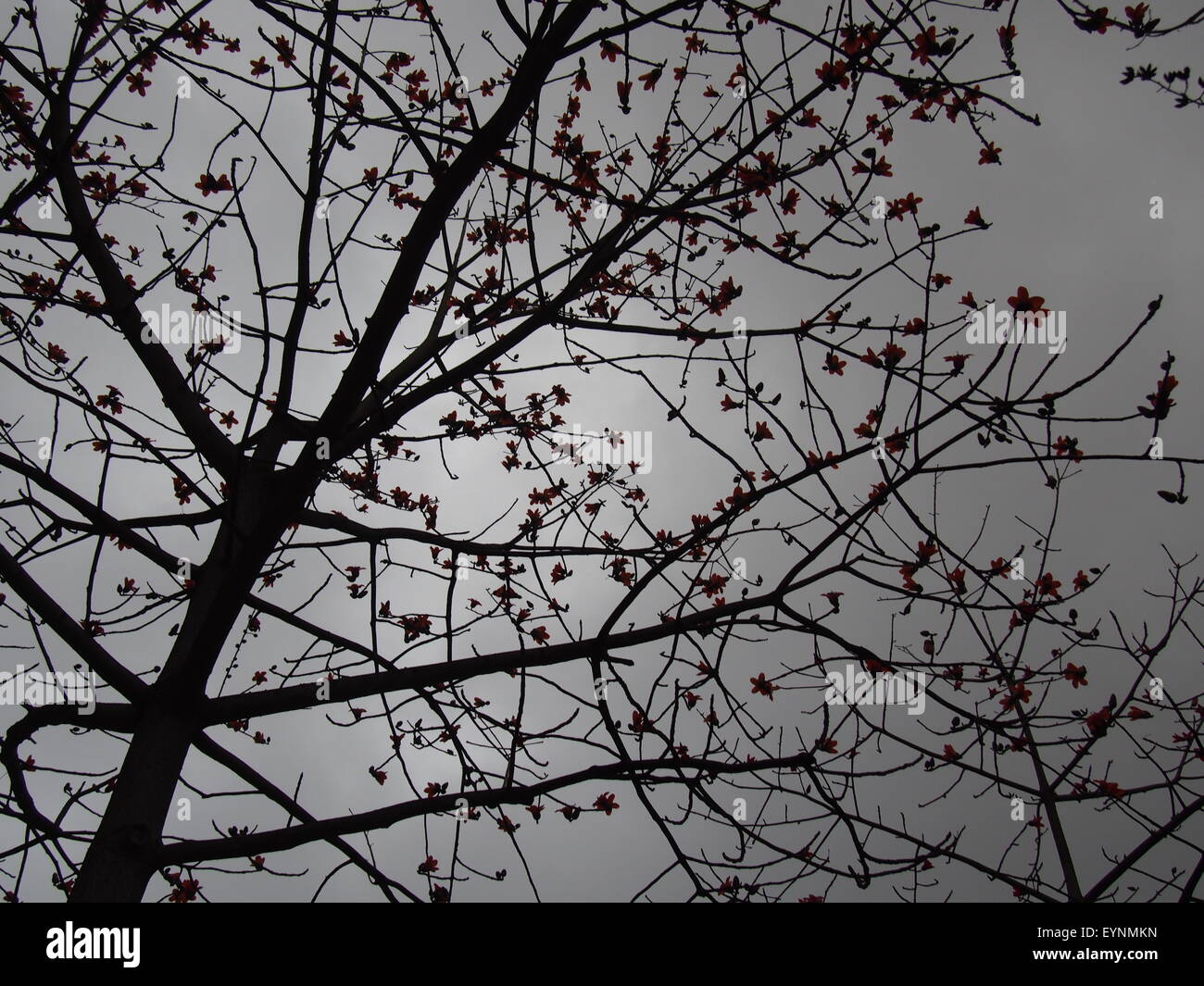 Tree under the gray cloudy sky (feeling of autumn Stock Photo - Alamy