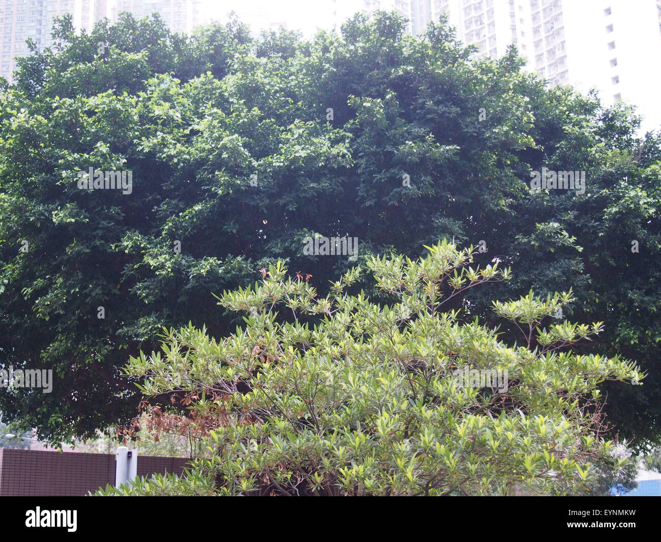 Trees under Scattered Sun Light Stock Photo - Alamy