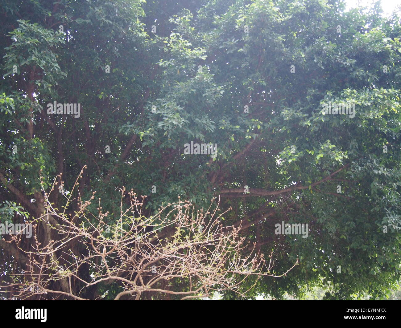 Trees under Scattered Sun Light Stock Photo - Alamy