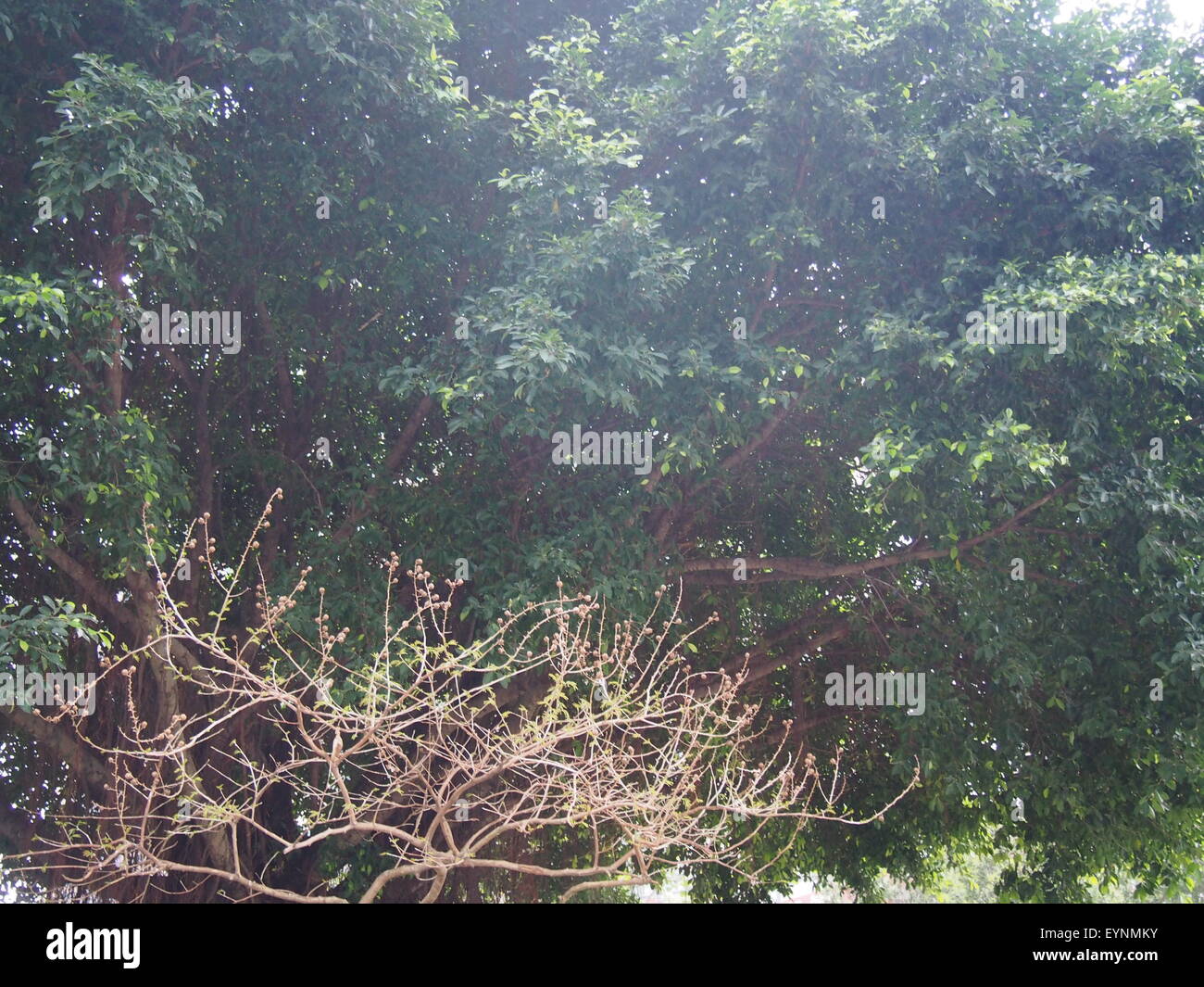 Trees under Scattered Sun Light Stock Photo - Alamy