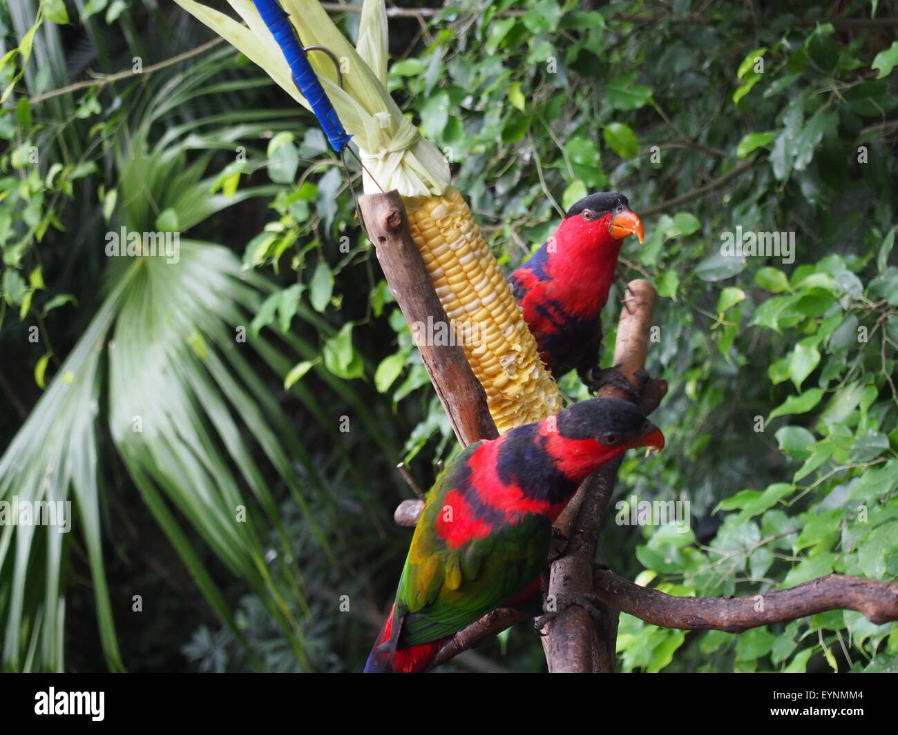A Series of Bird eating Corn in Jungle Stock Photo - Alamy