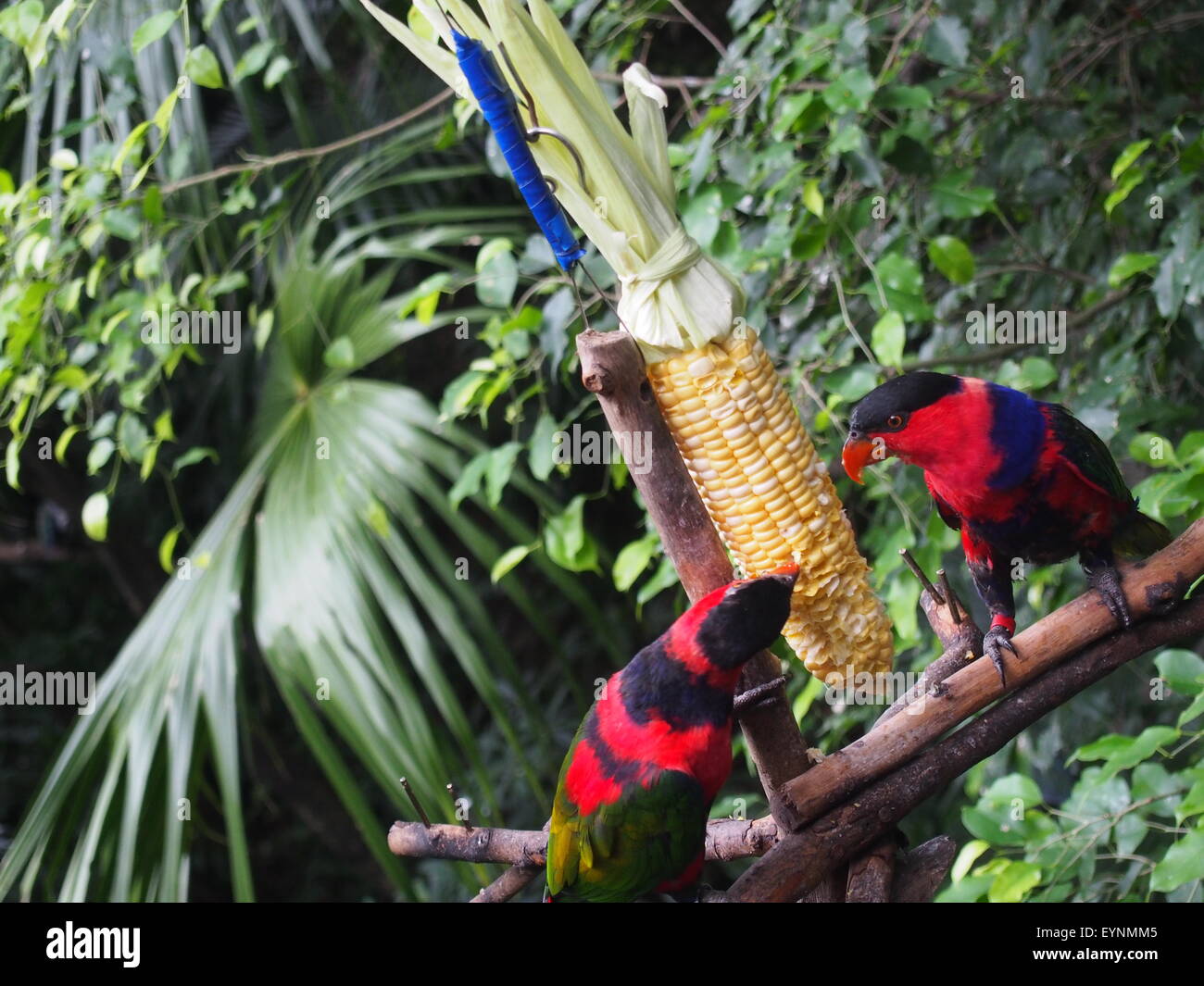 A Series of Bird eating Corn in Jungle Stock Photo - Alamy