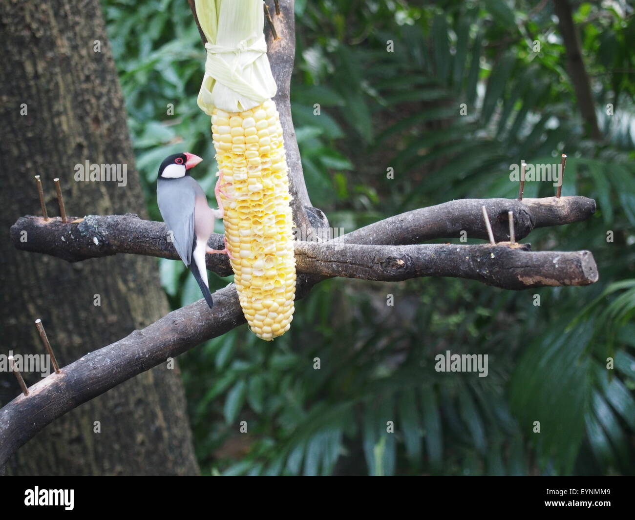 Corn bird hi-res stock photography and images - Alamy