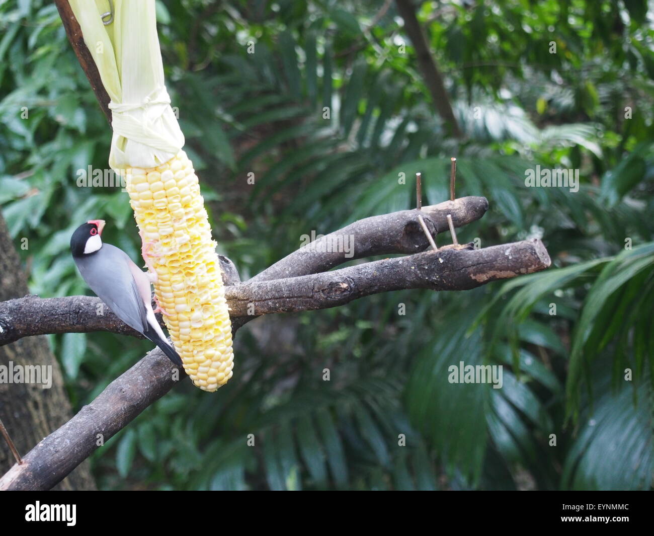 A Series of Bird eating Corn in Jungle Stock Photo - Alamy