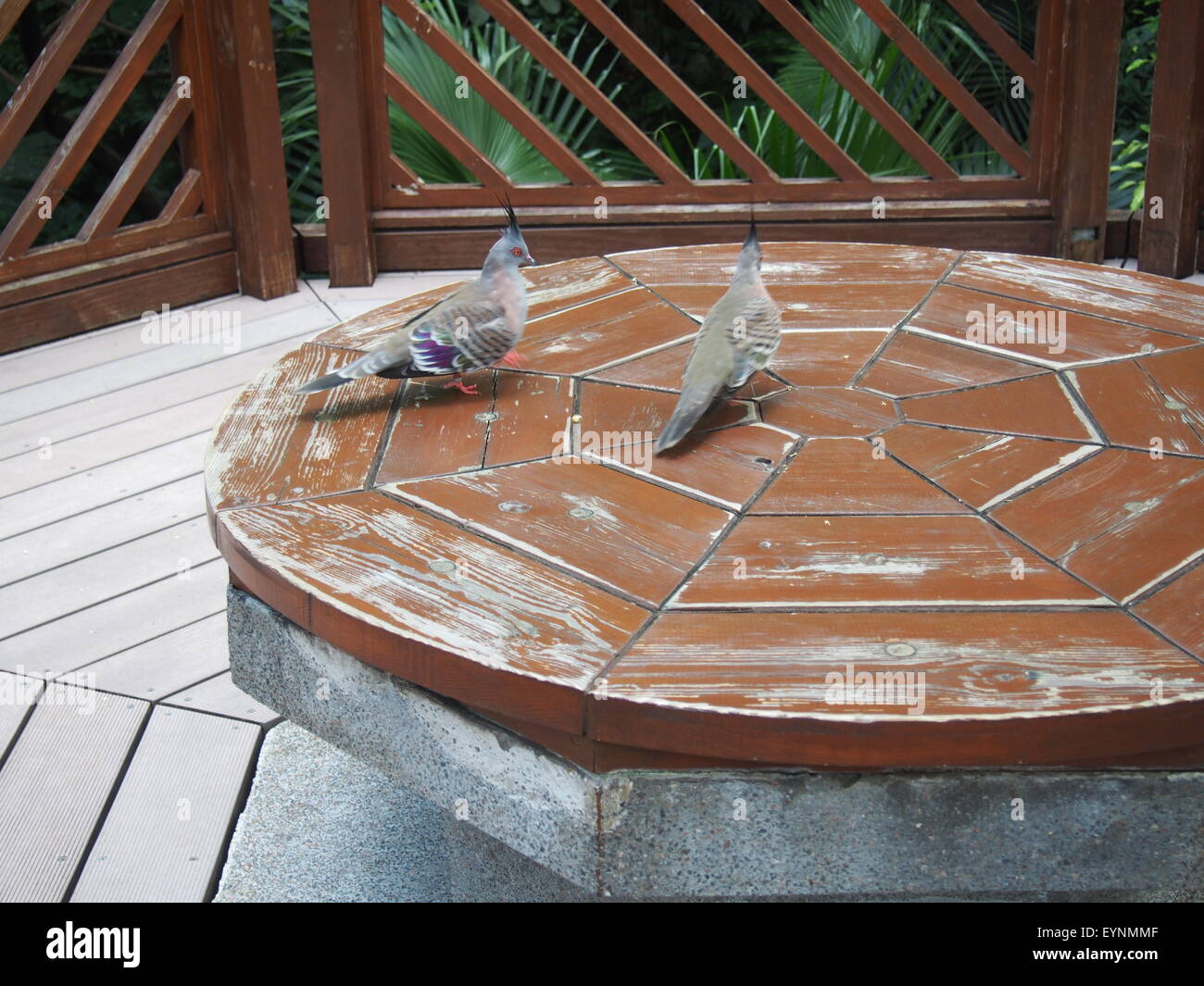 Table birds hi-res stock photography and images - Alamy
