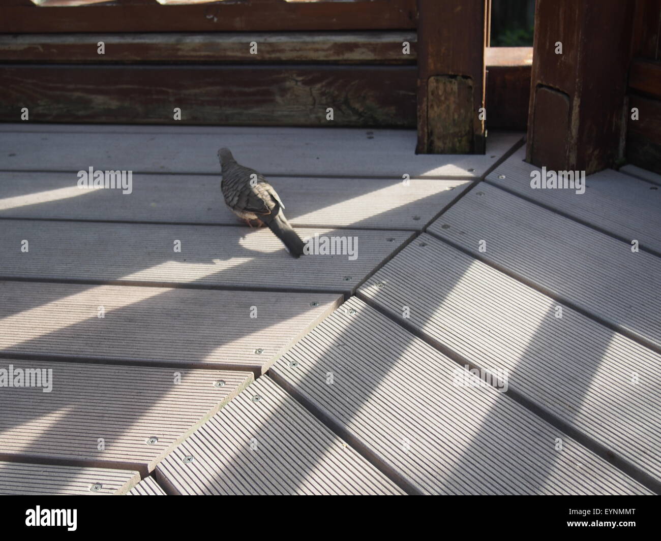 Bird(s) take rest on the wood floor Stock Photo - Alamy