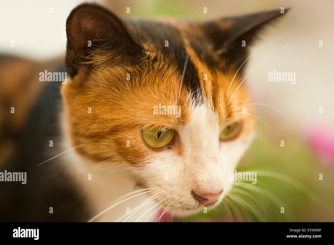 Cat close up portrait hi-res stock photography and images - Alamy