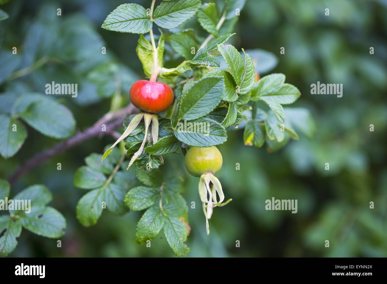 Wild rose fruits on branch. Red fruits of wild rose growing in forest ...