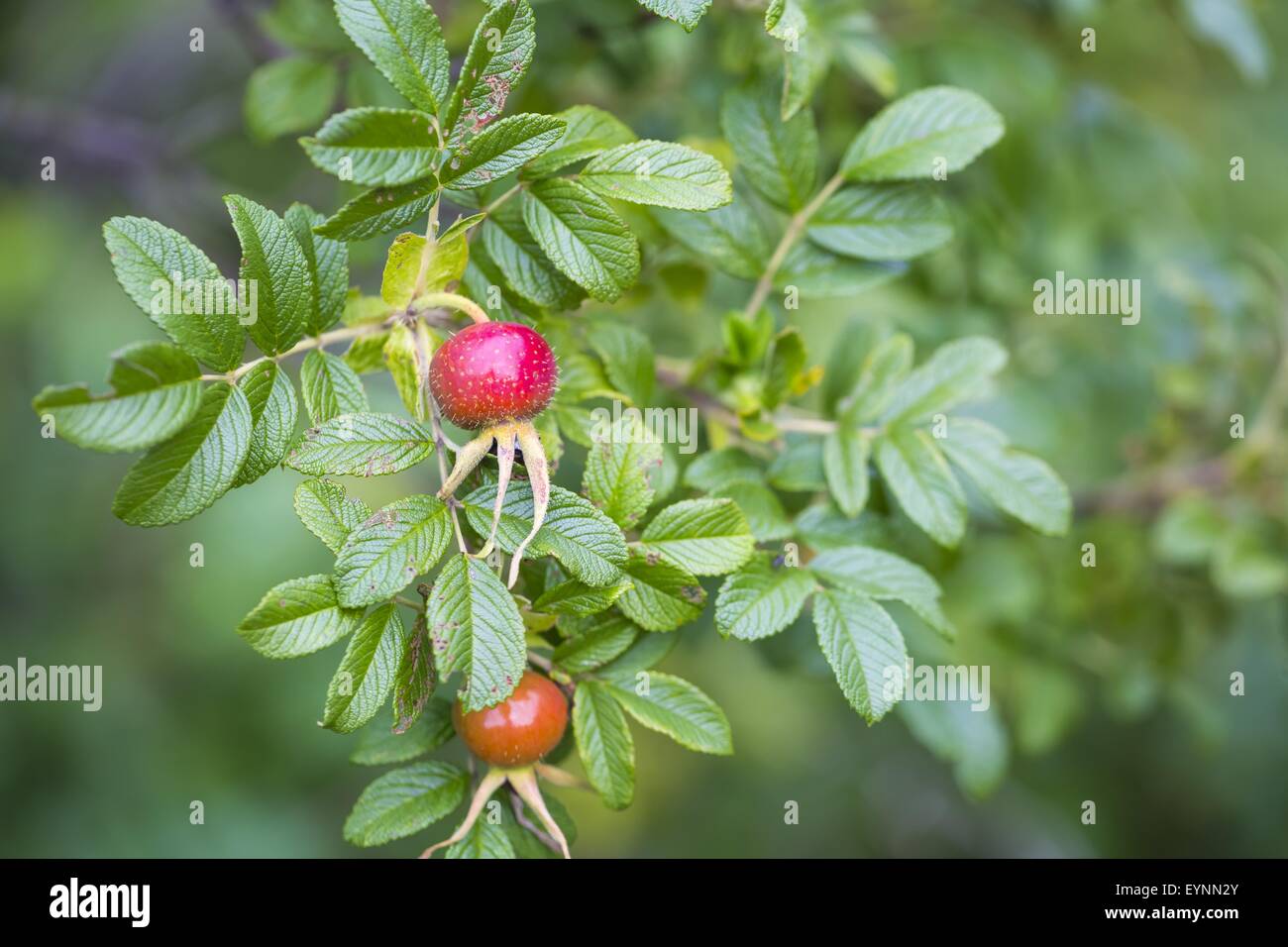 Wild rose fruits on branch. Red fruits of wild rose growing in forest ...