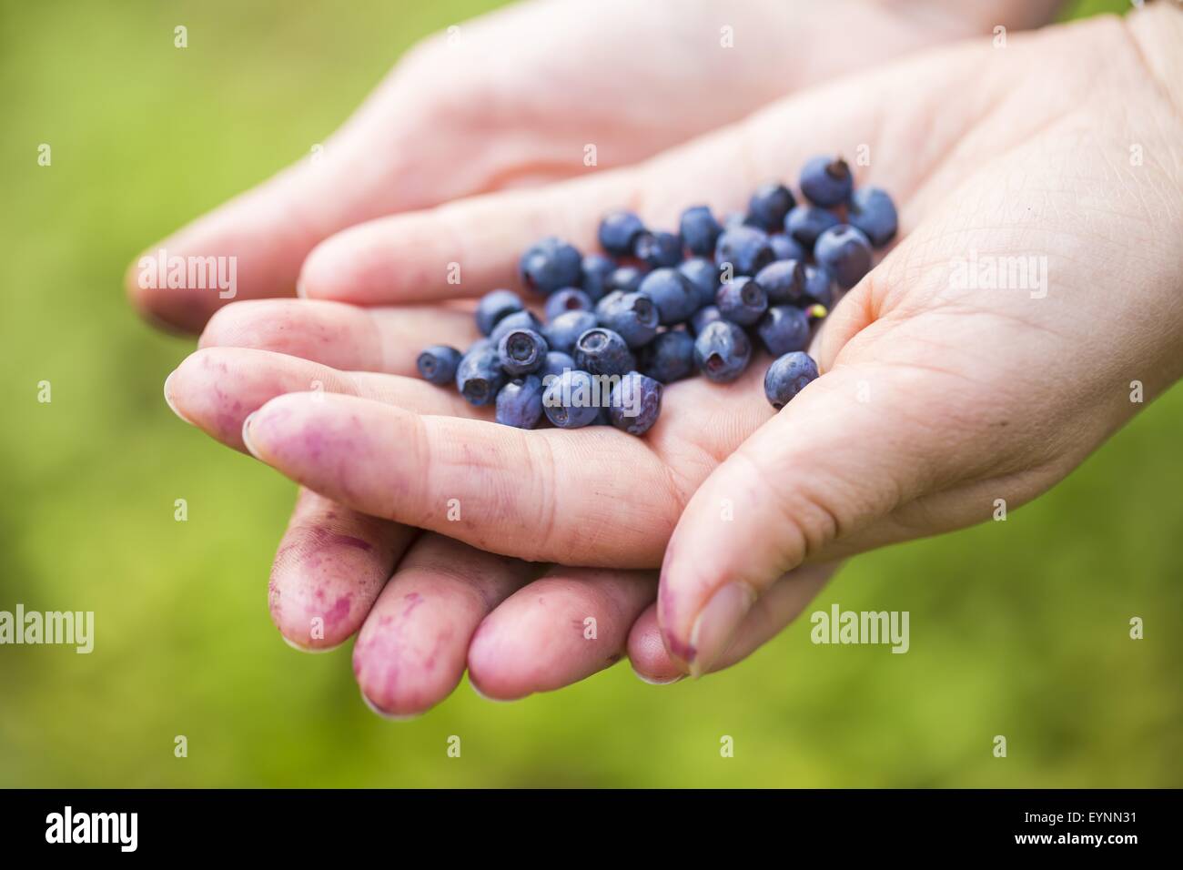 Women hands picking wild blueberries. Hand with blueberries Stock Photo ...