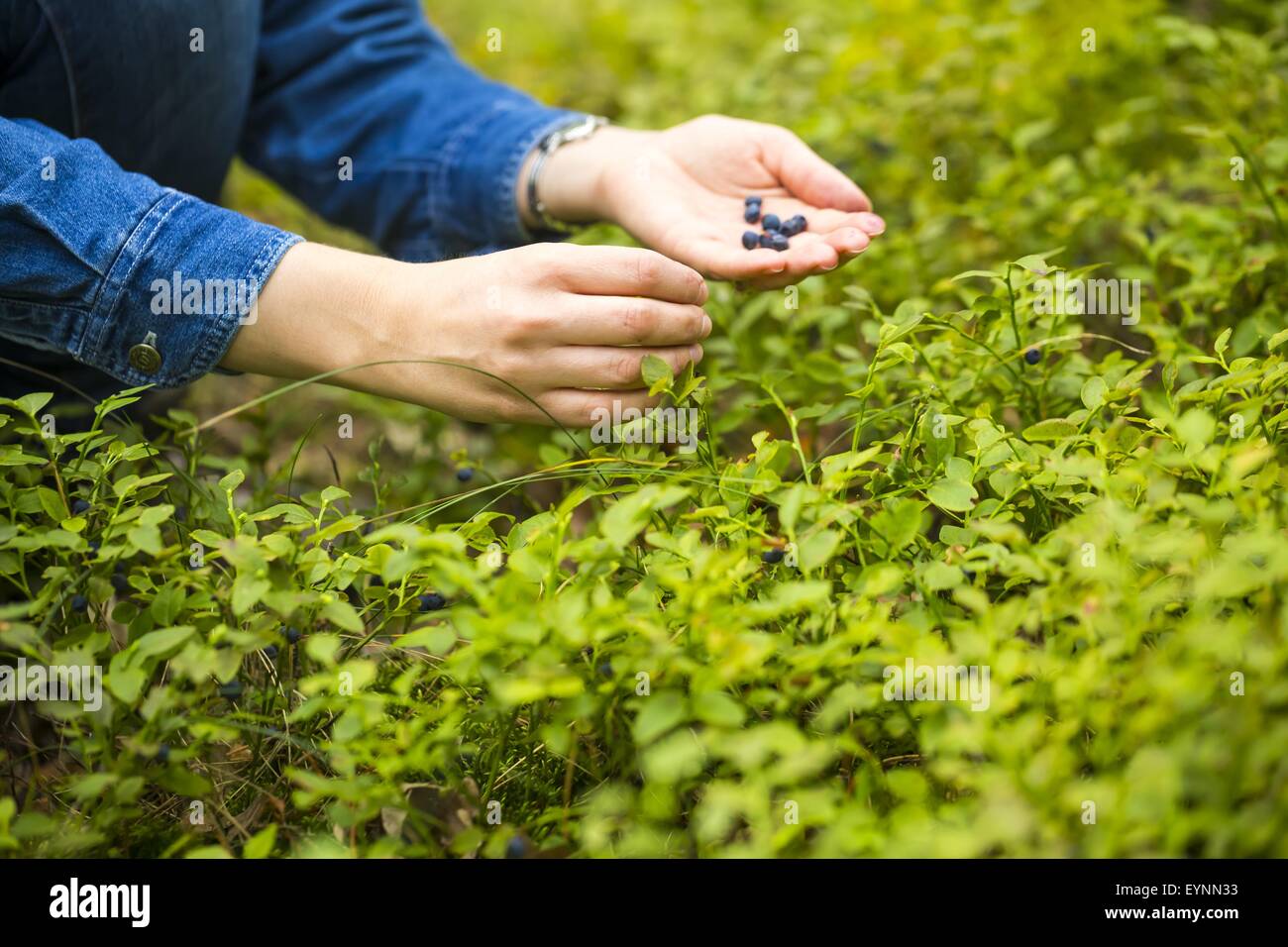 Women hands picking wild blueberries. Hand with blueberries Stock Photo ...