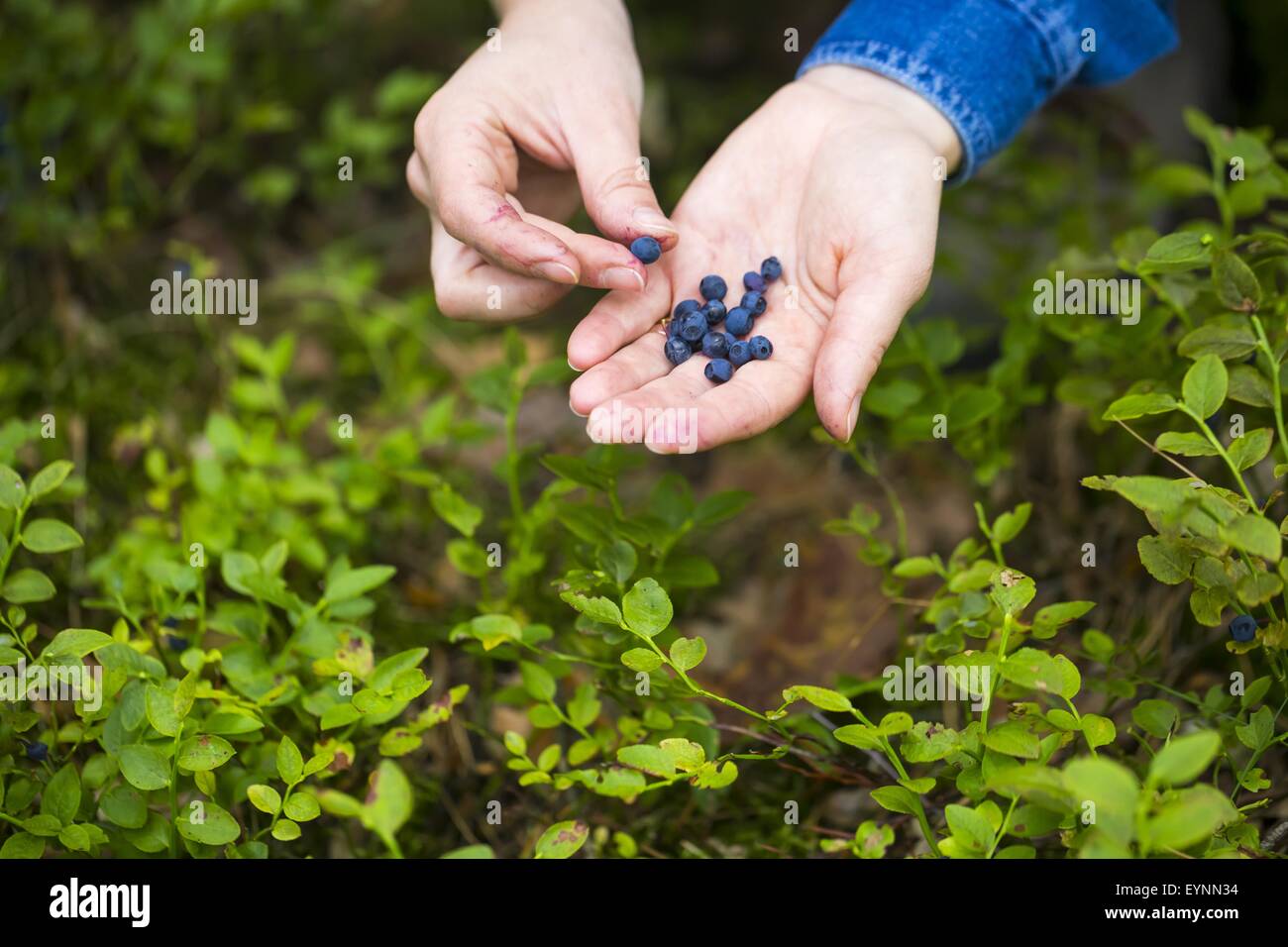 Women hands picking wild blueberries. Hand with blueberries Stock Photo ...