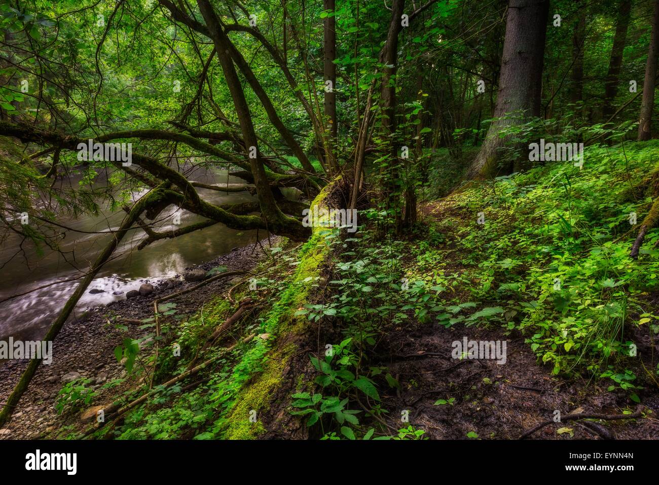 Beautiful summer wild forest landscape. Natural landscape of wild ...