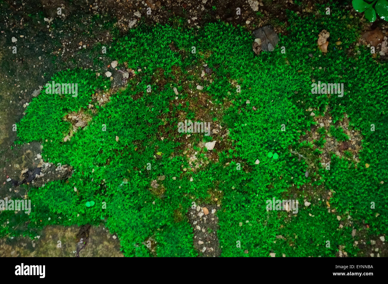 Green moss texture Stock Photo - Alamy