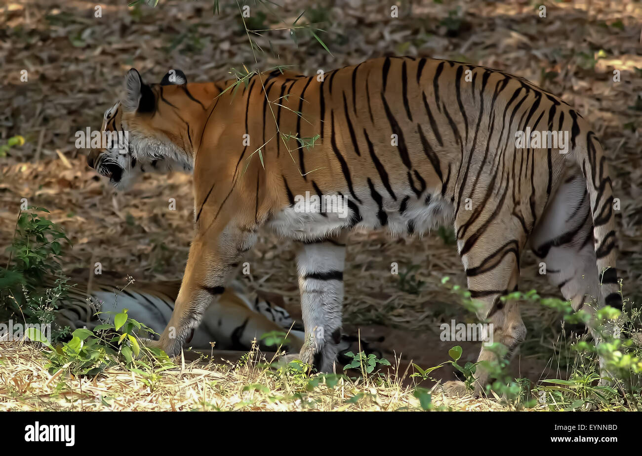 Tiger in forest Stock Photo - Alamy