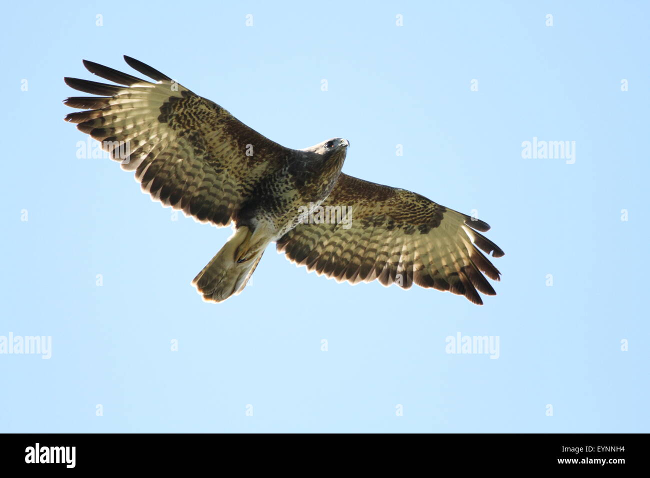 Wild Scottish buzzard soaring, Scotland Stock Photo - Alamy