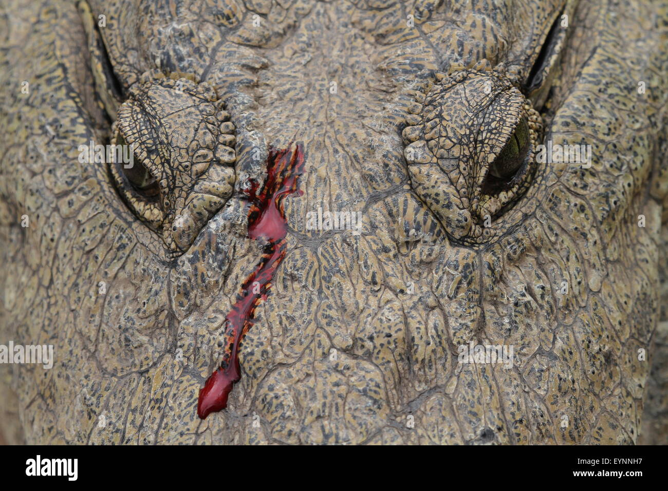 Poached for their skins hi-res stock photography and images - Alamy