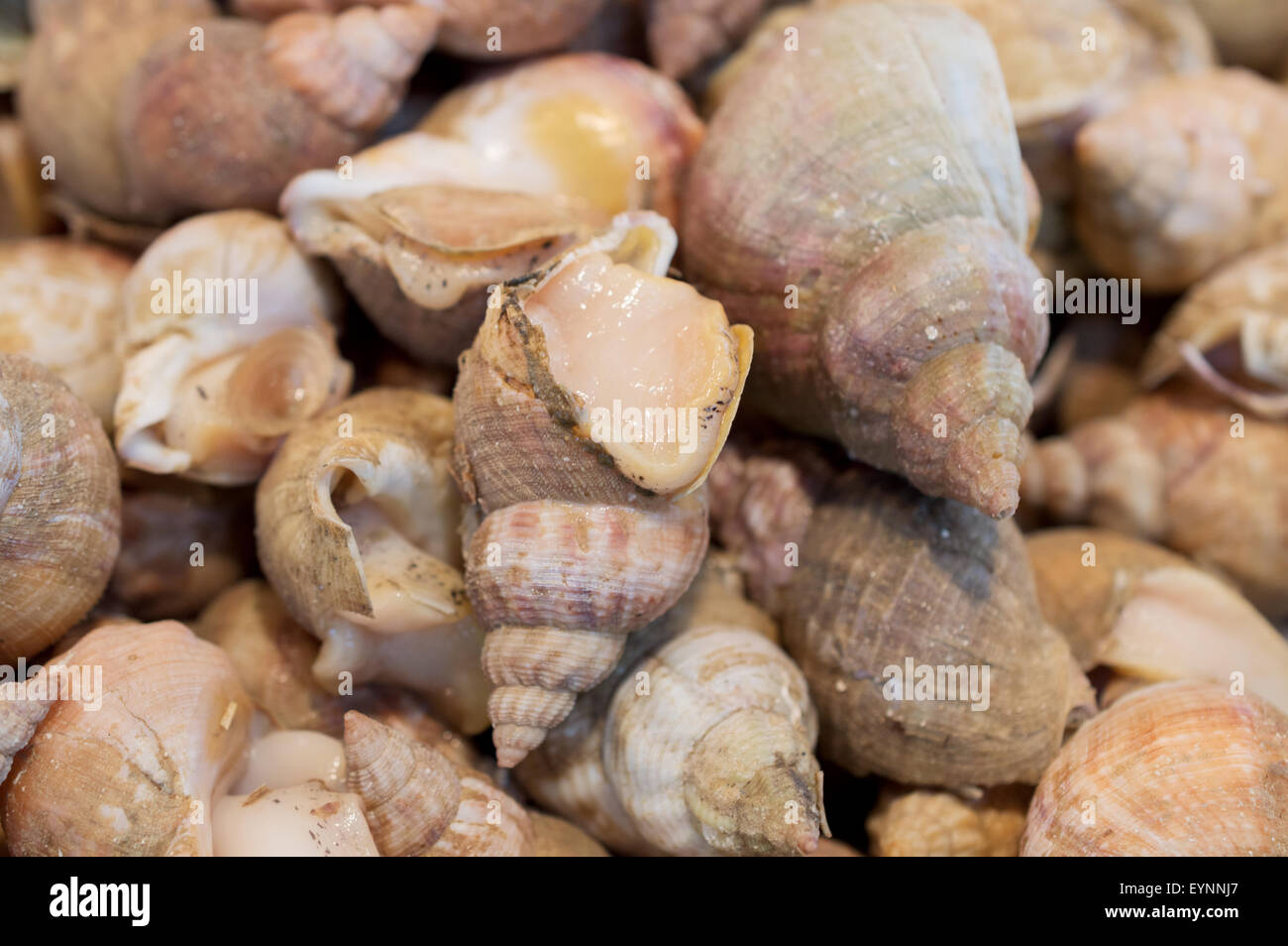 Full frame, close up shot of fresh whelks Stock Photo - Alamy