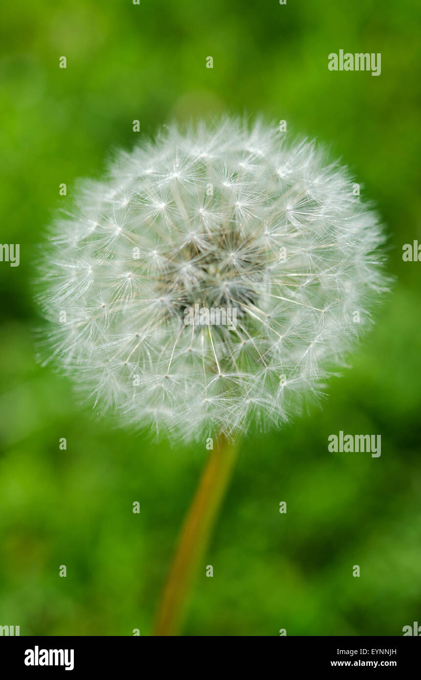 Single dandelion clock seed head, close up detail with meadow/grass out ...