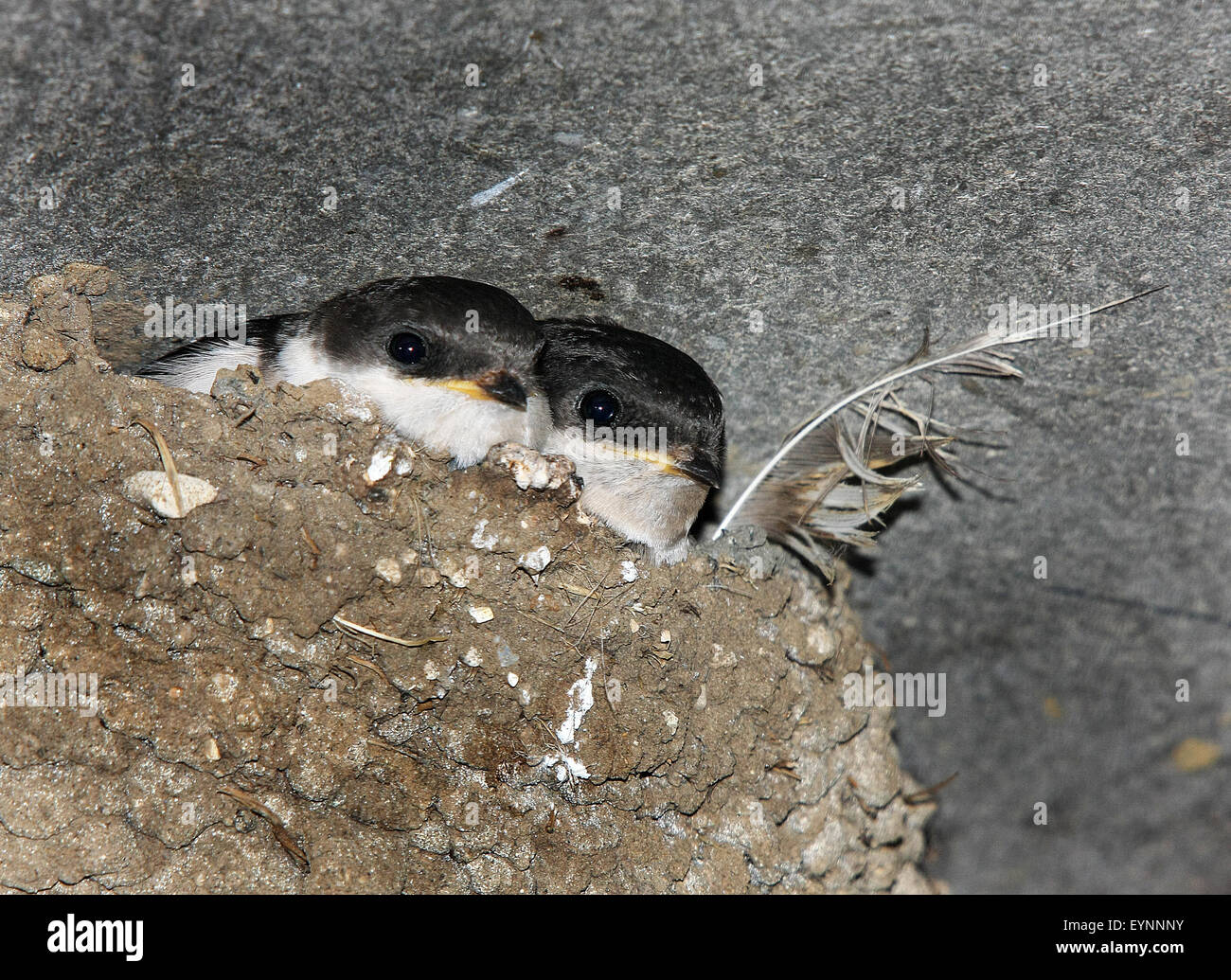 Adult bird with young in nest hi-res stock photography and images - Alamy