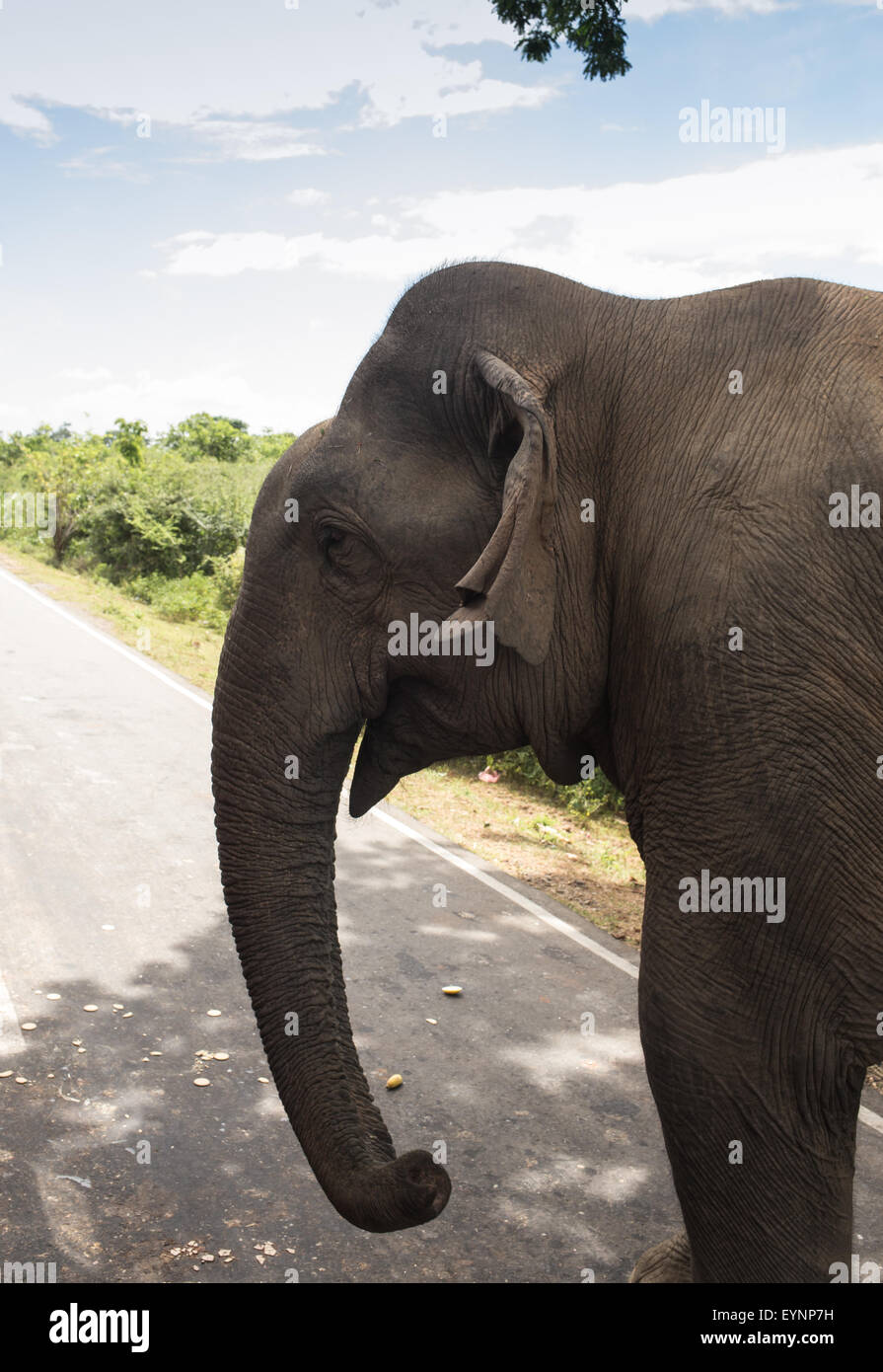 Elephant walking on the road at sunset Stock Photo - Alamy