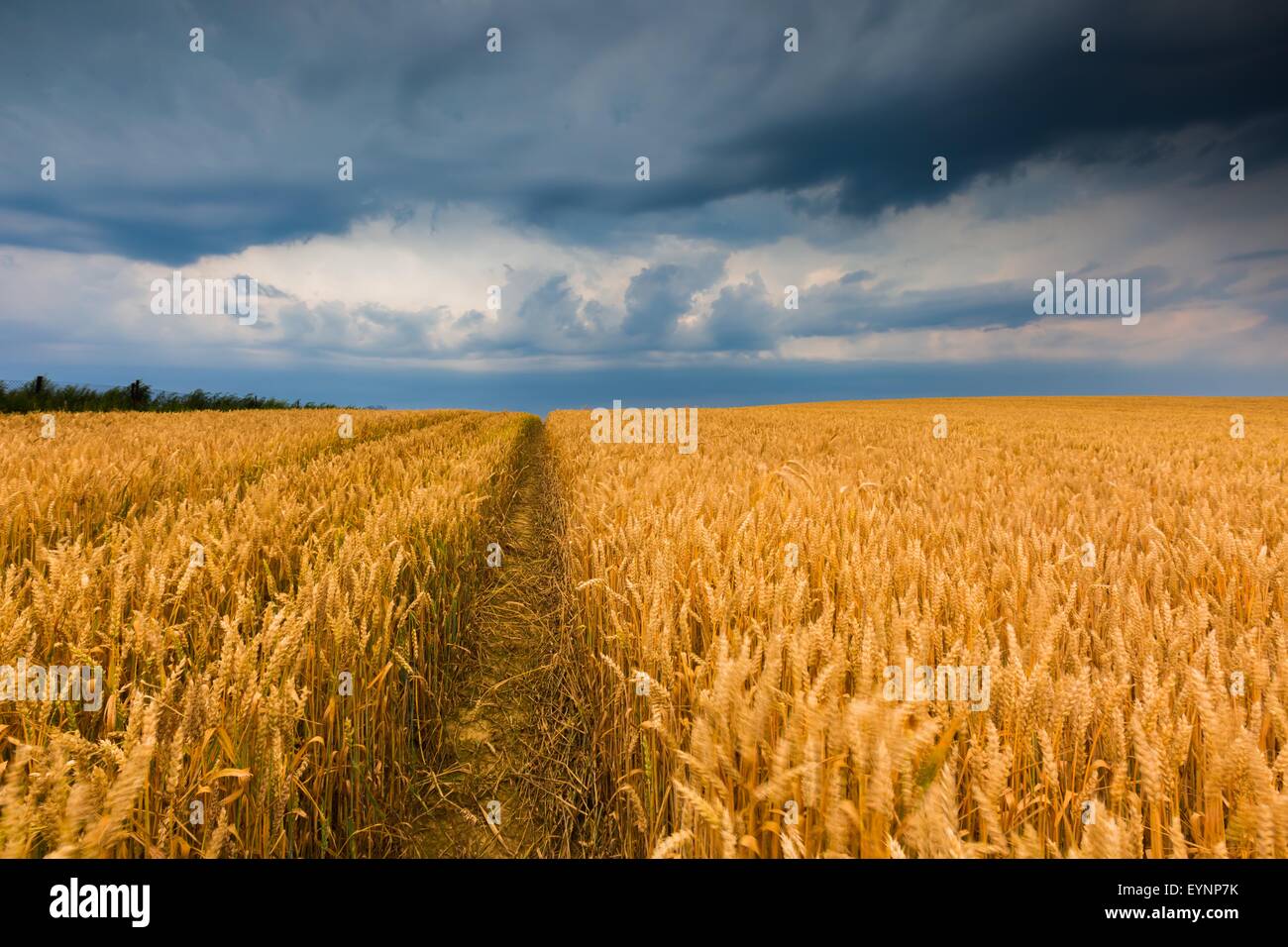 Storm clouds over wheat field. Danger weather with dark sky over fields ...