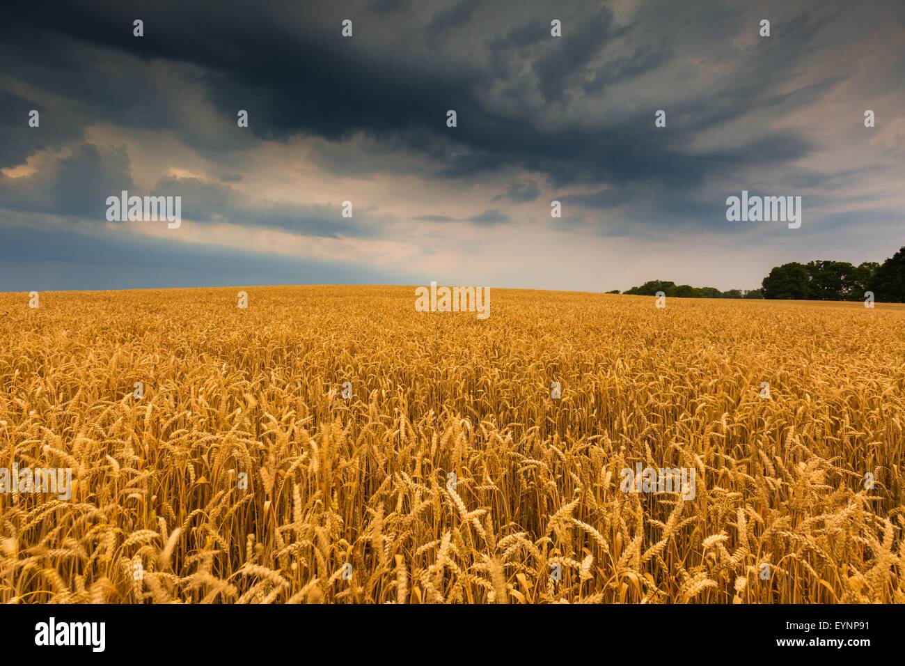 Storm clouds over wheat field. Danger weather with dark sky over fields ...