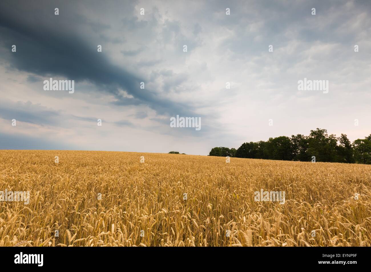 Storm clouds over wheat field. Danger weather with dark sky over fields ...