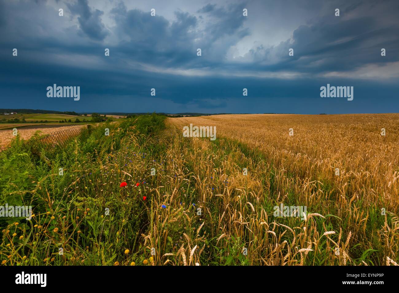 Storm clouds over wheat field. Danger weather with dark sky over fields ...