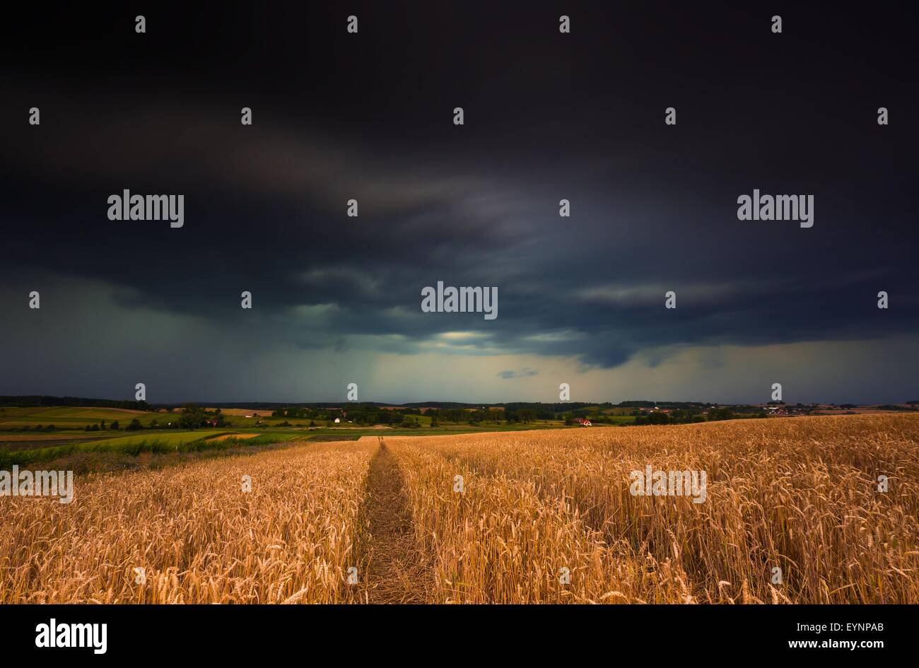 Storm clouds over wheat field. Danger weather with dark sky over fields ...