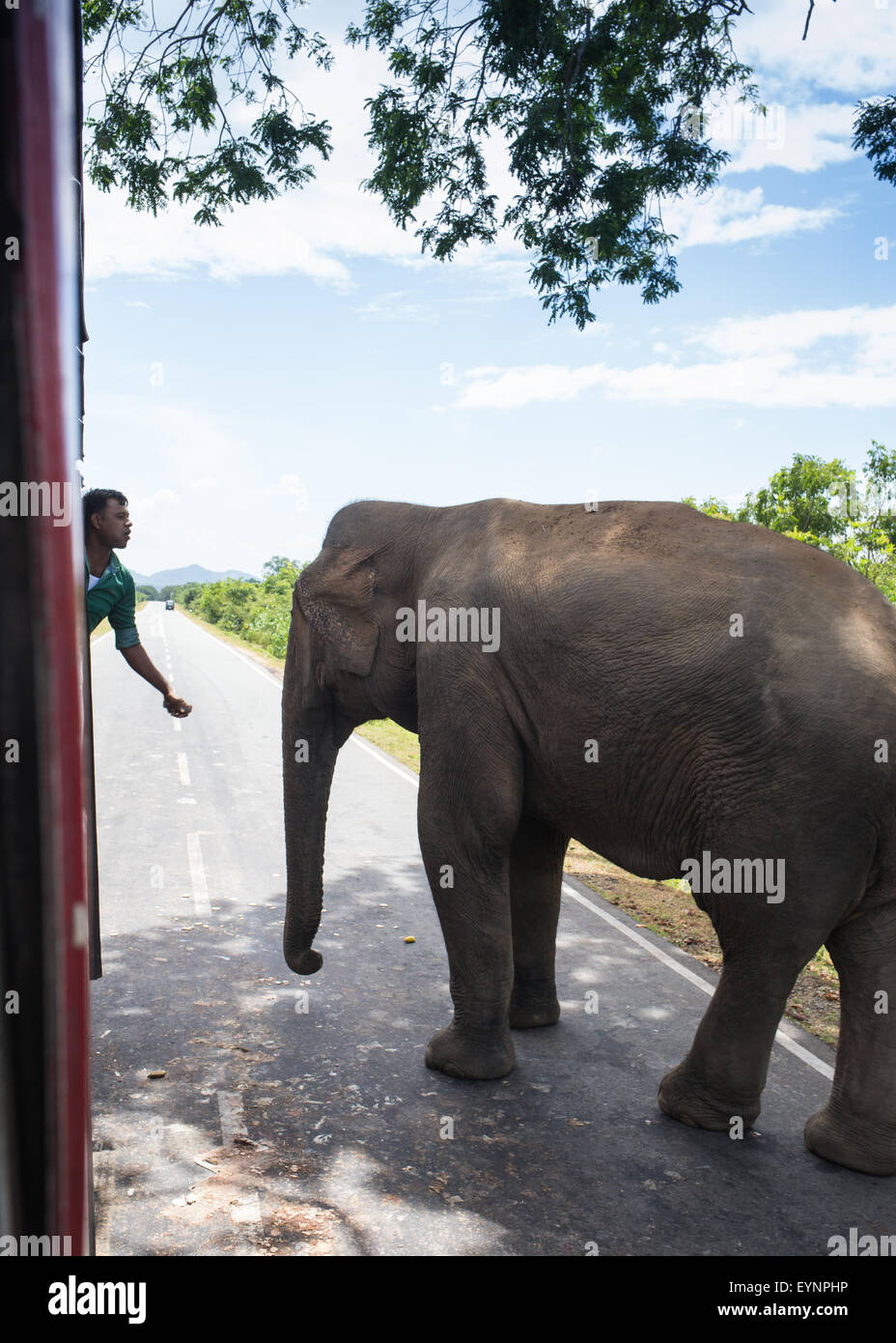 Elephant road hi-res stock photography and images - Alamy