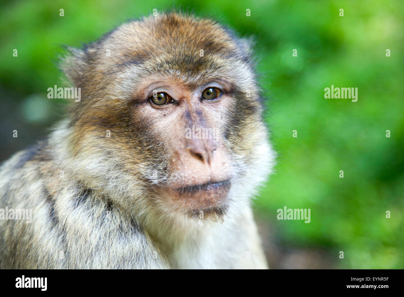 Monkey at forest hi-res stock photography and images - Alamy