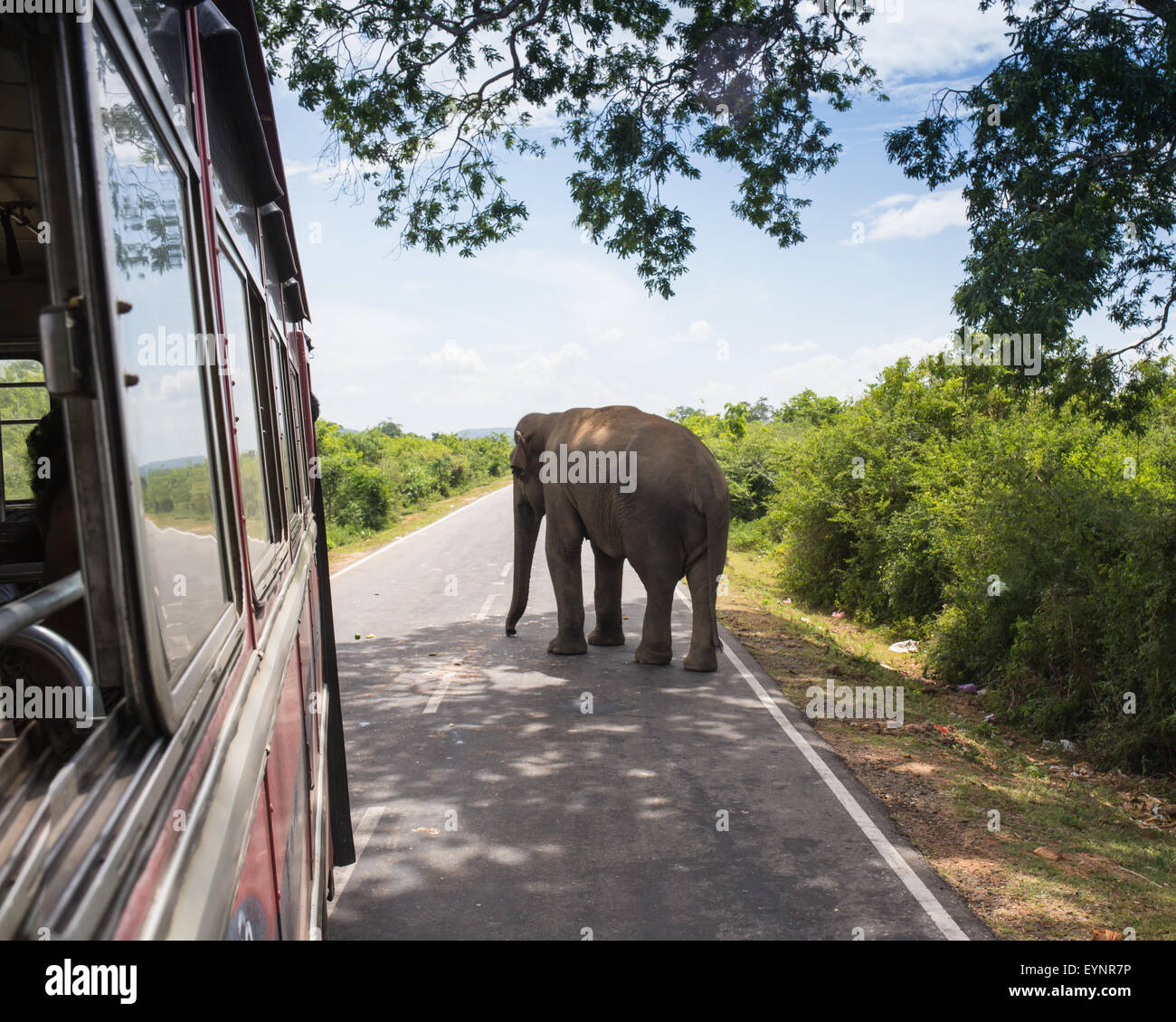 Elephant road hi-res stock photography and images - Alamy