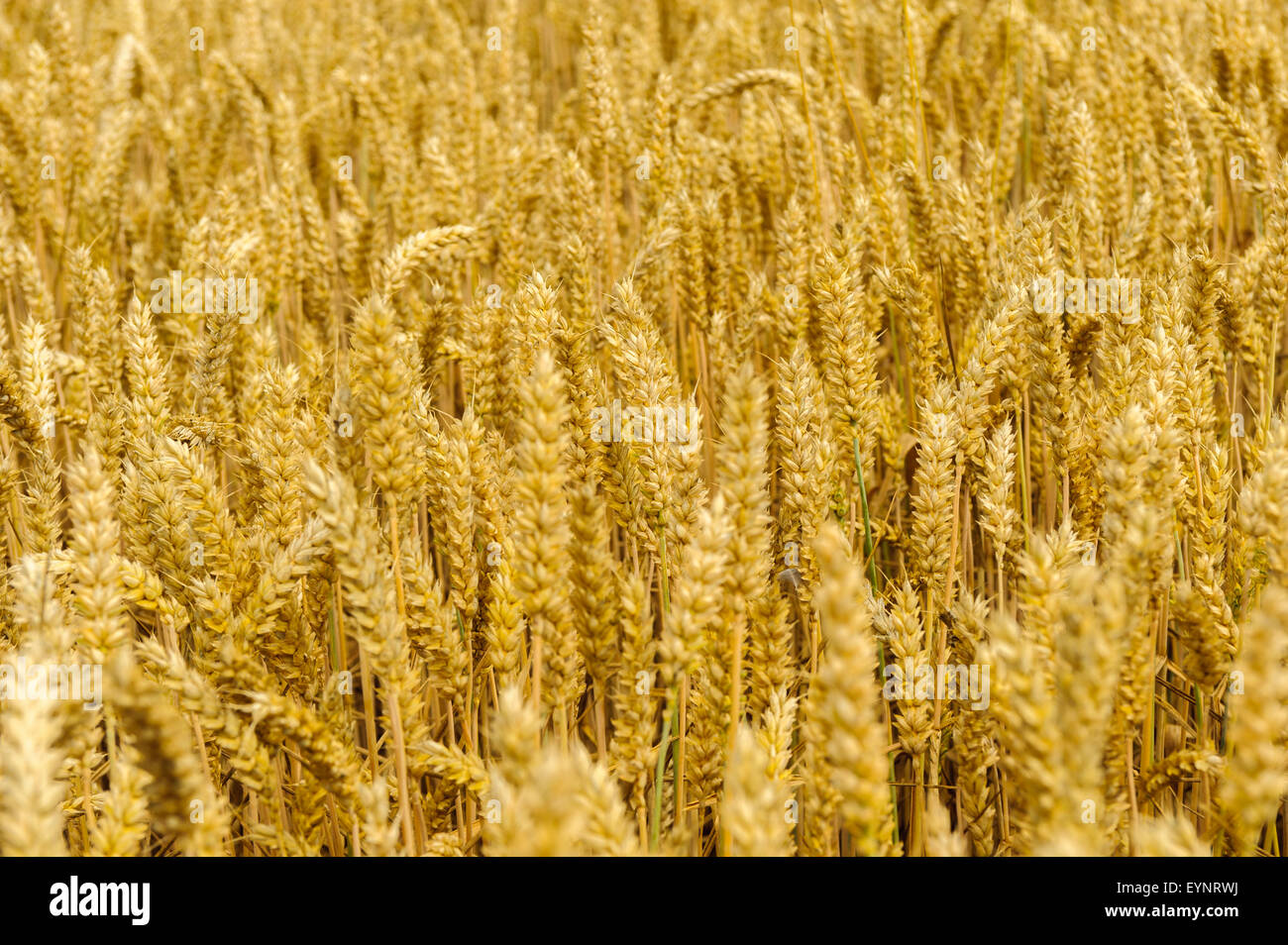 Ripe wheat in a field ready for harvest Stock Photo - Alamy