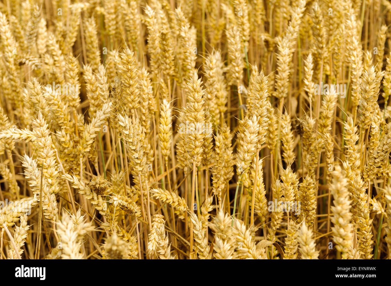 Ripe wheat in a field ready for harvest Stock Photo - Alamy
