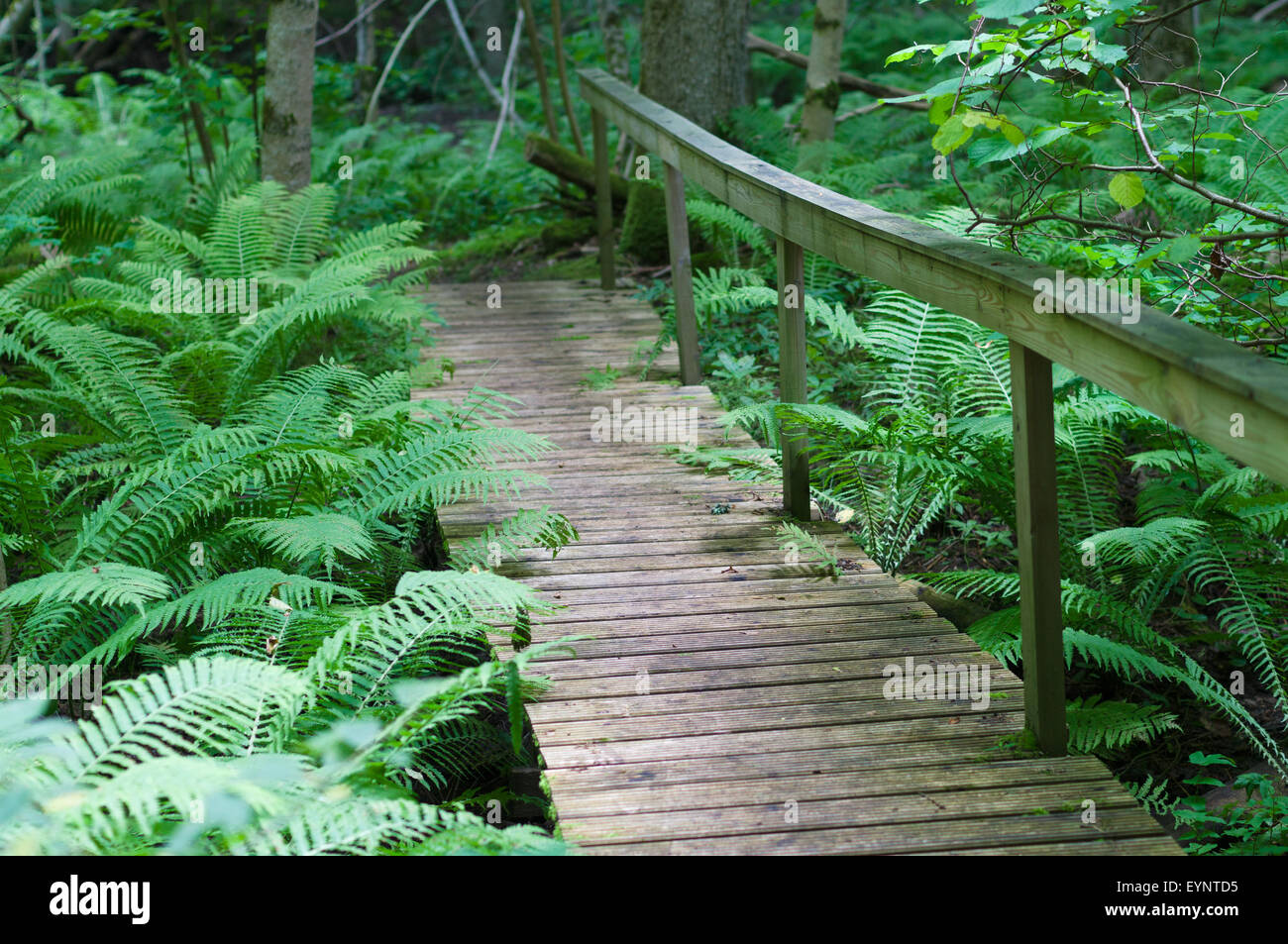 Wooden bridge on a hiking trail through dense fern forest Stock Photo ...