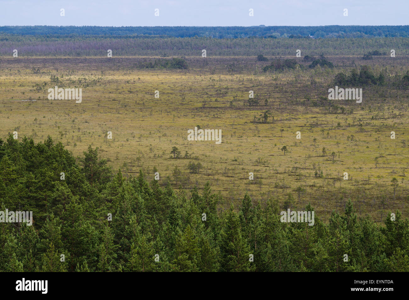 Swamp overlook hi-res stock photography and images - Alamy