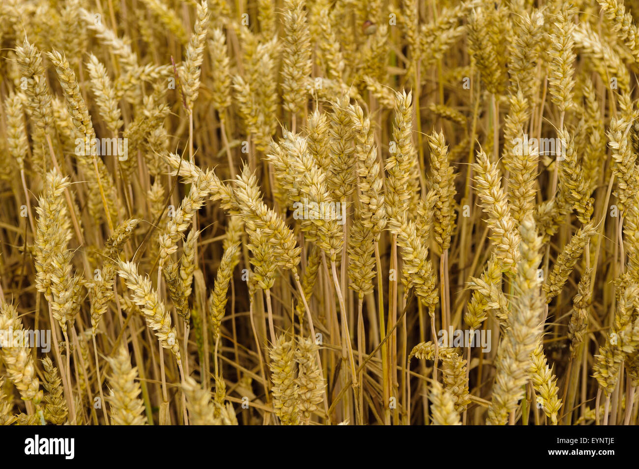 Ripe wheat in a field ready for harvest Stock Photo - Alamy