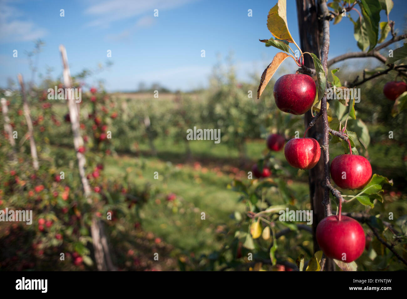 Red apples hanging from a fruit tree in an English orchard with a clear ...
