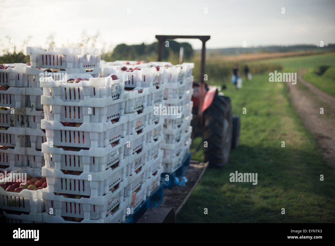 Stacked farm crates hi-res stock photography and images - Alamy