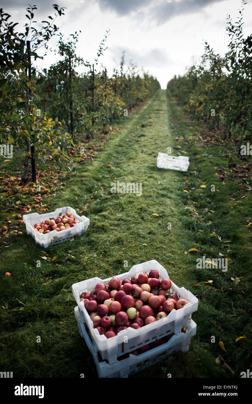 Fruit harvesting hi-res stock photography and images - Alamy