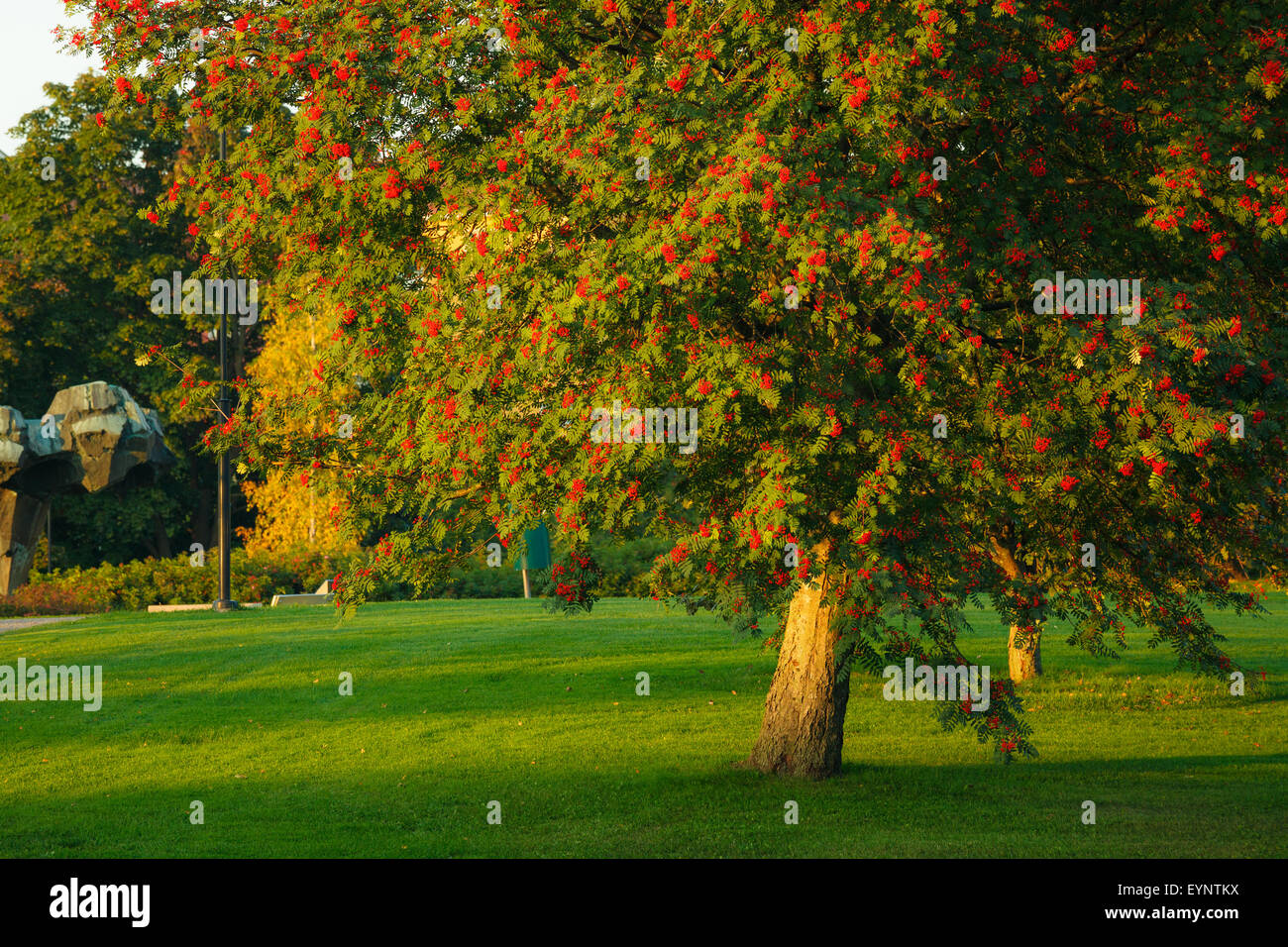 Cluster ripe red rowan berries hi-res stock photography and images - Alamy